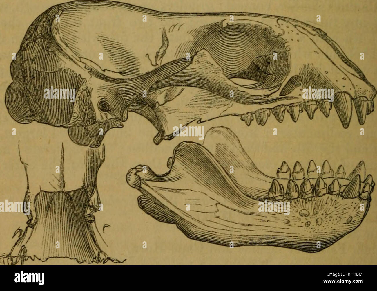 D k griffith hi-res stock photography and images - Alamy