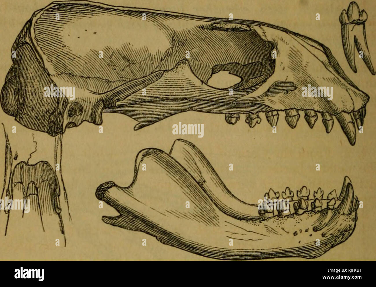 How to elongate skull hi-res stock photography and images - Alamy
