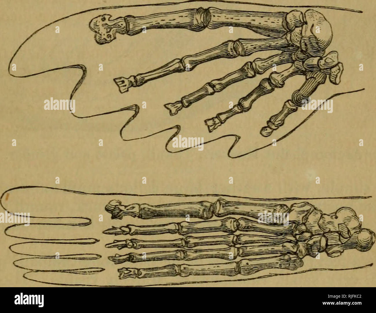 Membranes between toes hi-res stock photography and images - Alamy