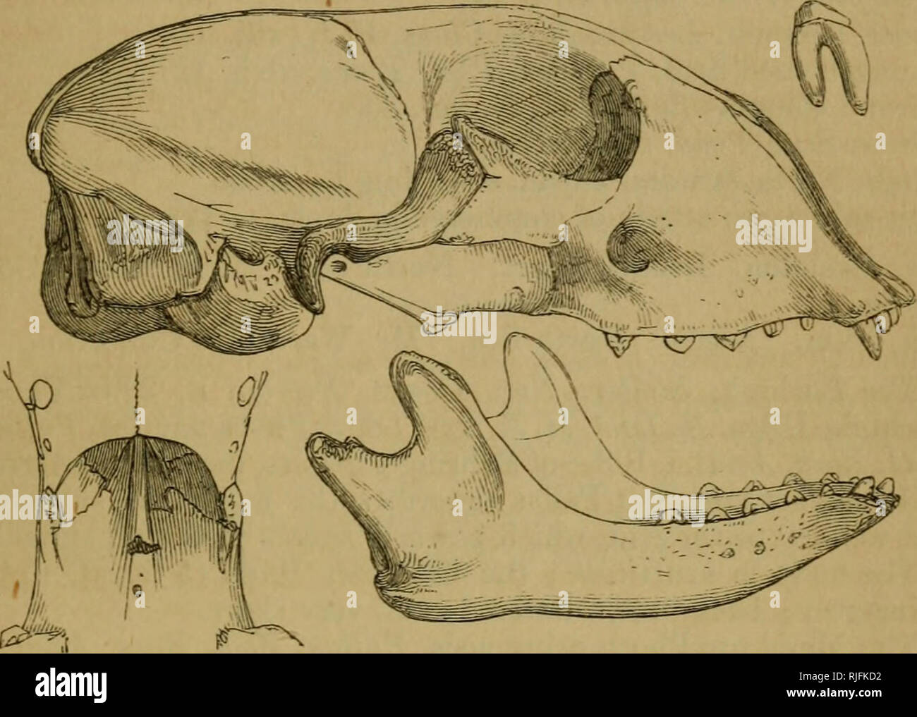 Phoca sp hi-res stock photography and images - Alamy