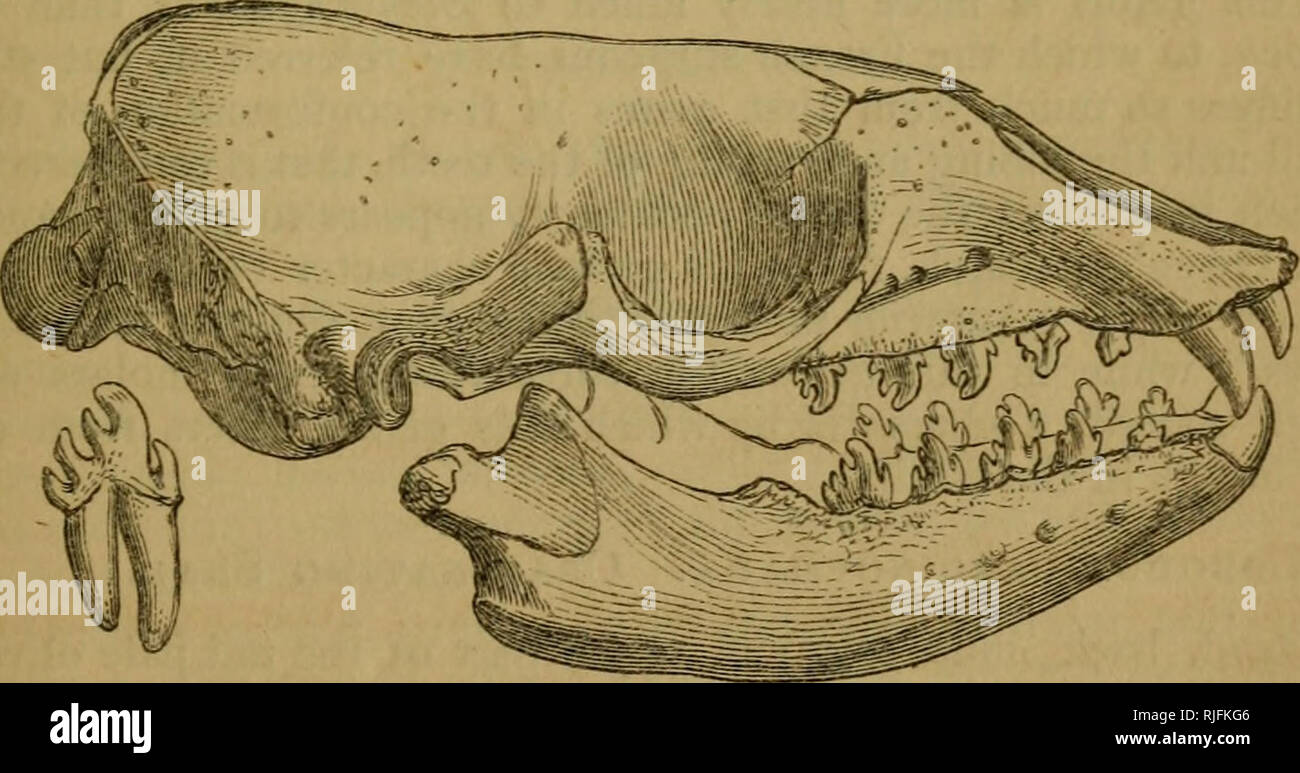 . Catalogue of the specimens of mammalia in the collection of the ...
