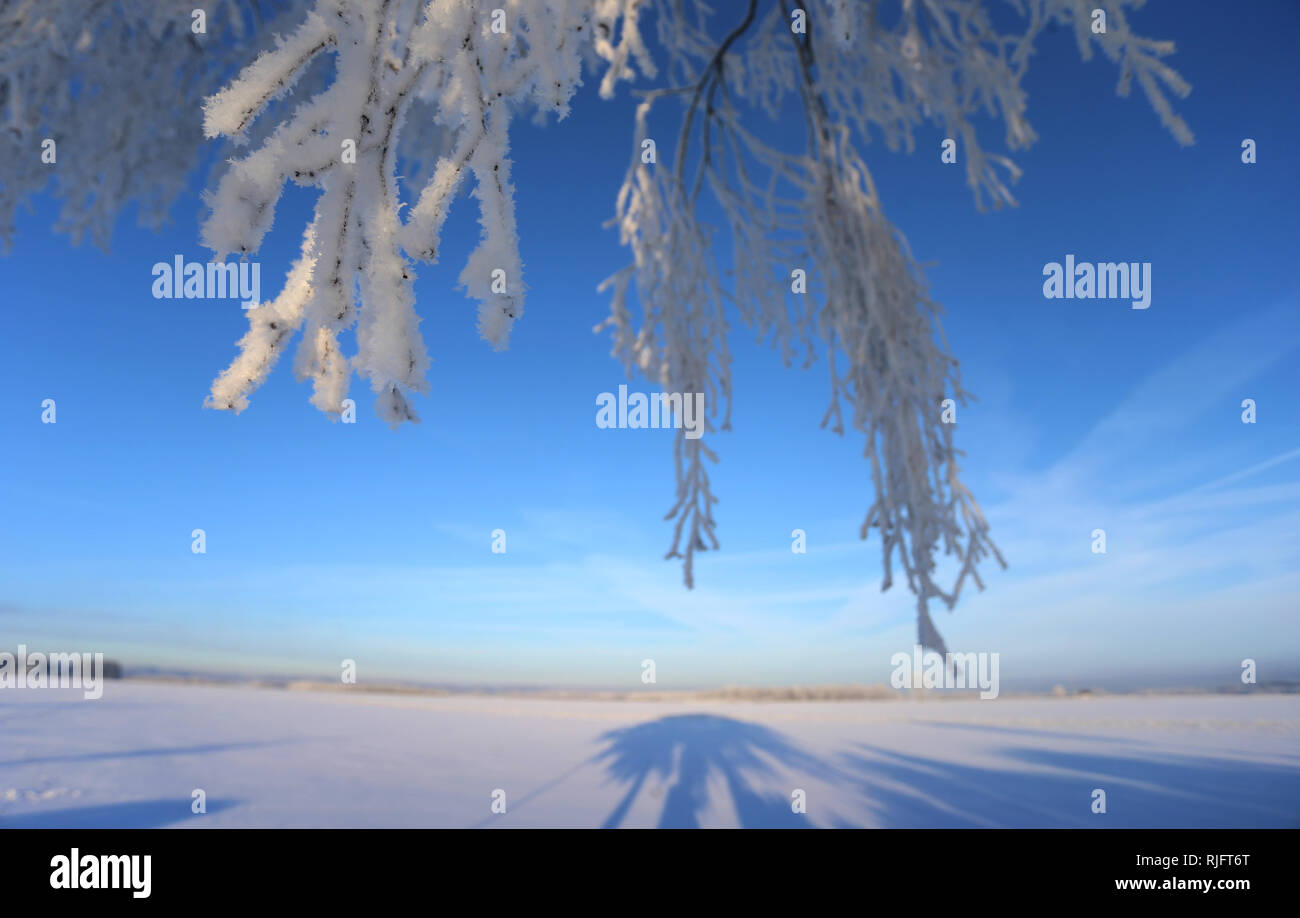 Buchloe hi-res stock photography and images - Alamy