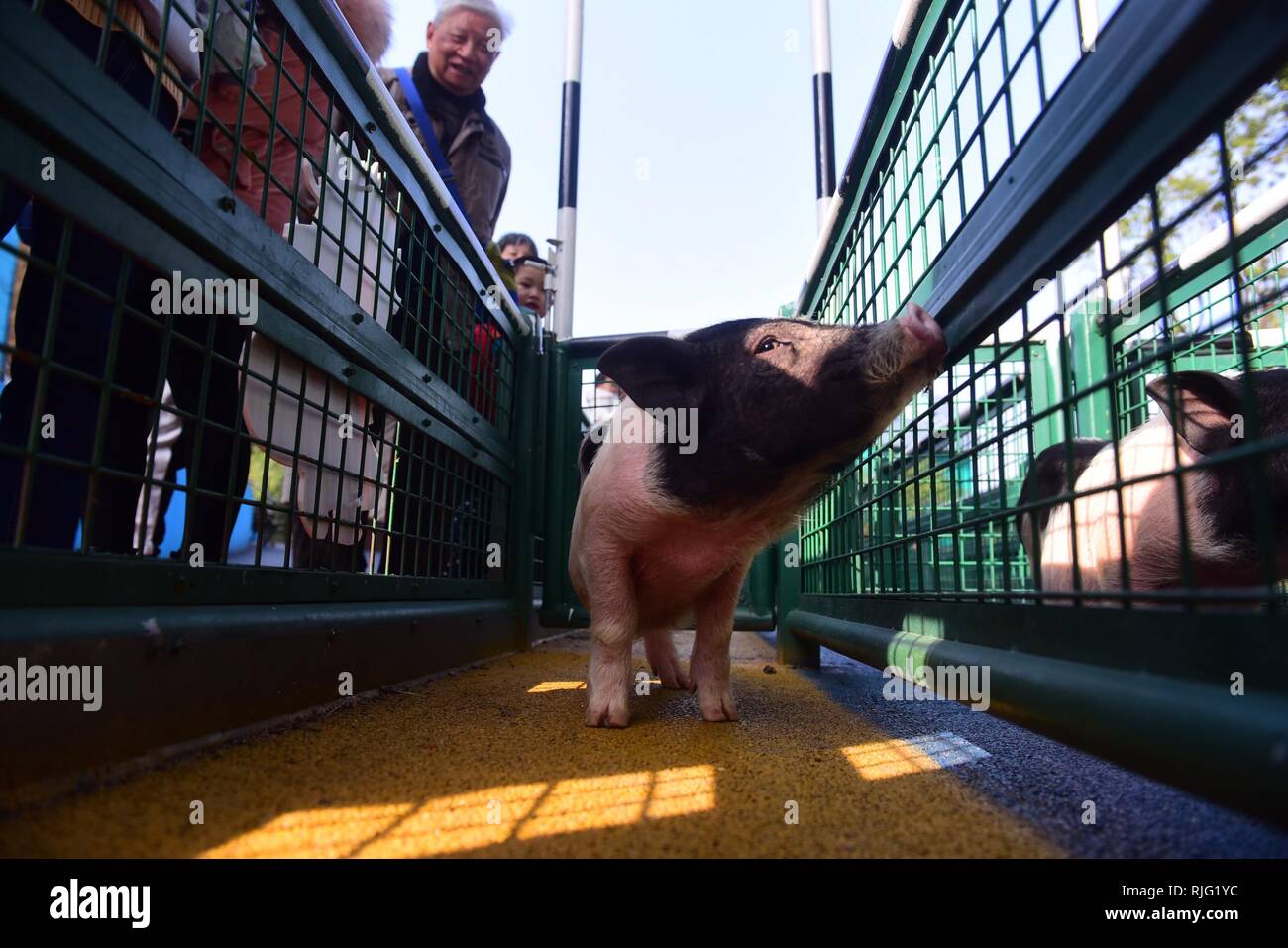Pig racing hi-res stock photography and images - Alamy