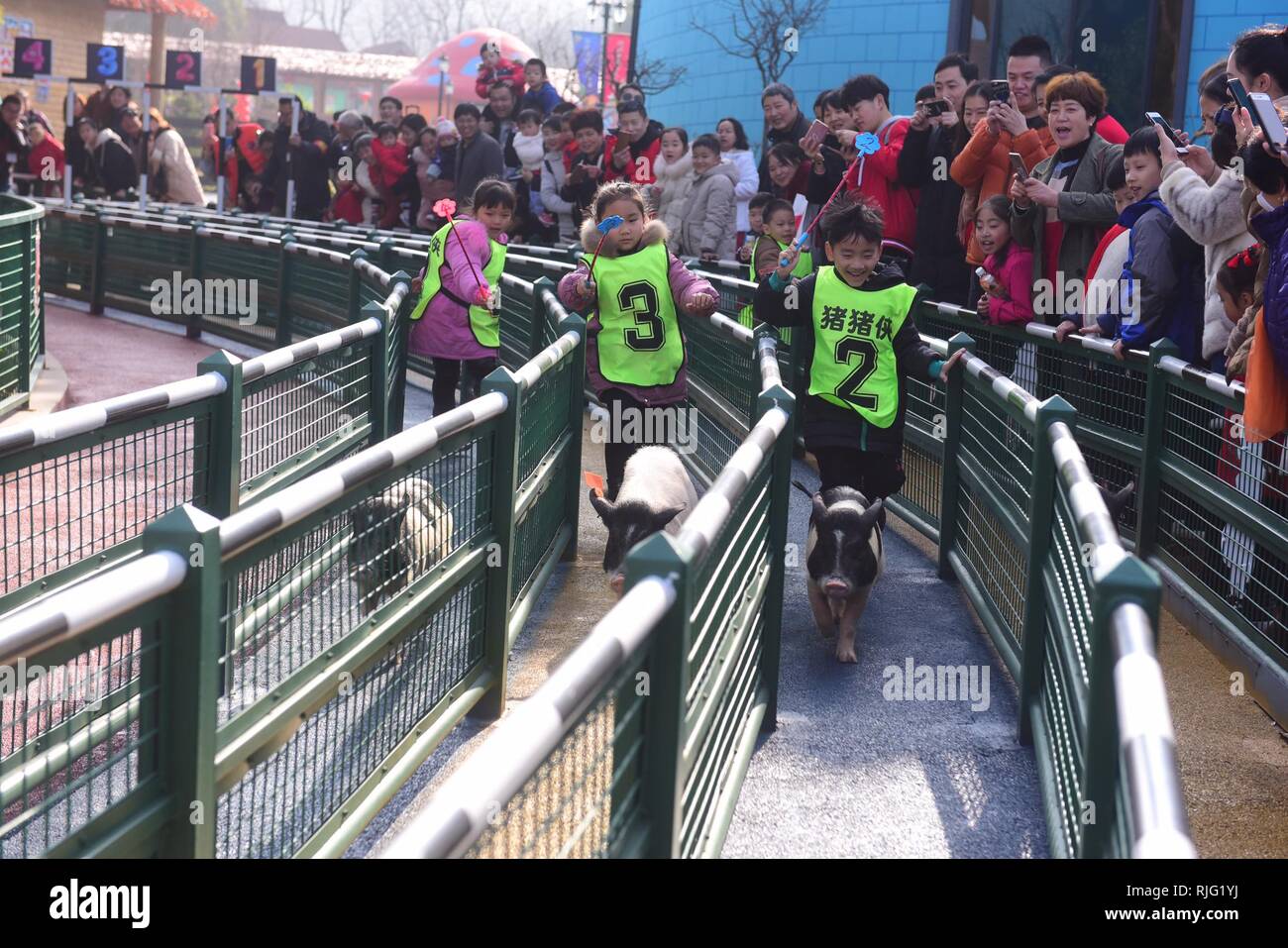 6 pigs hi-res stock photography and images - Alamy