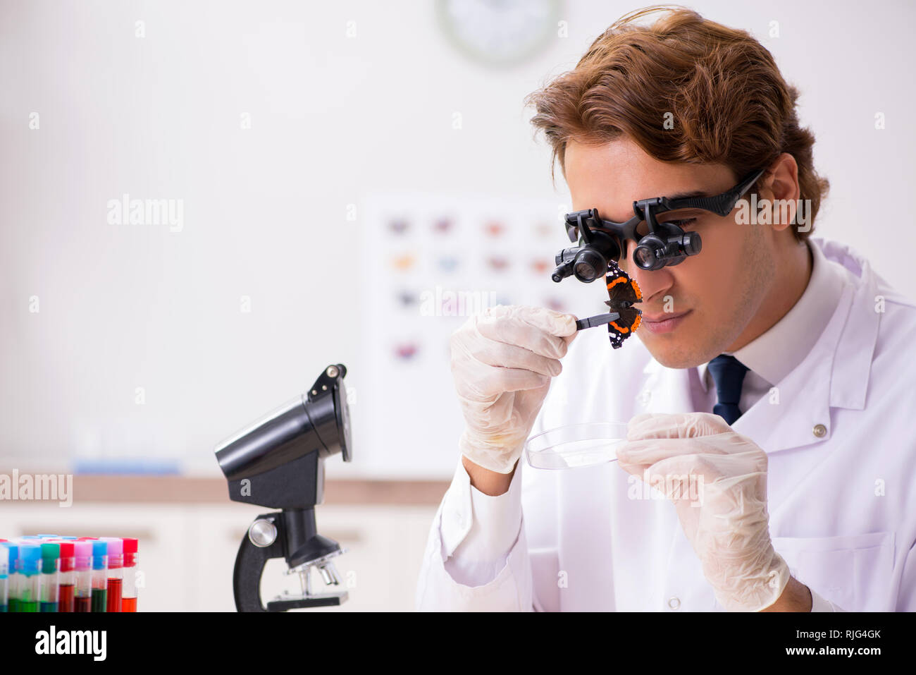 Scientist entomologist studying new butterfly species Stock Photo - Alamy