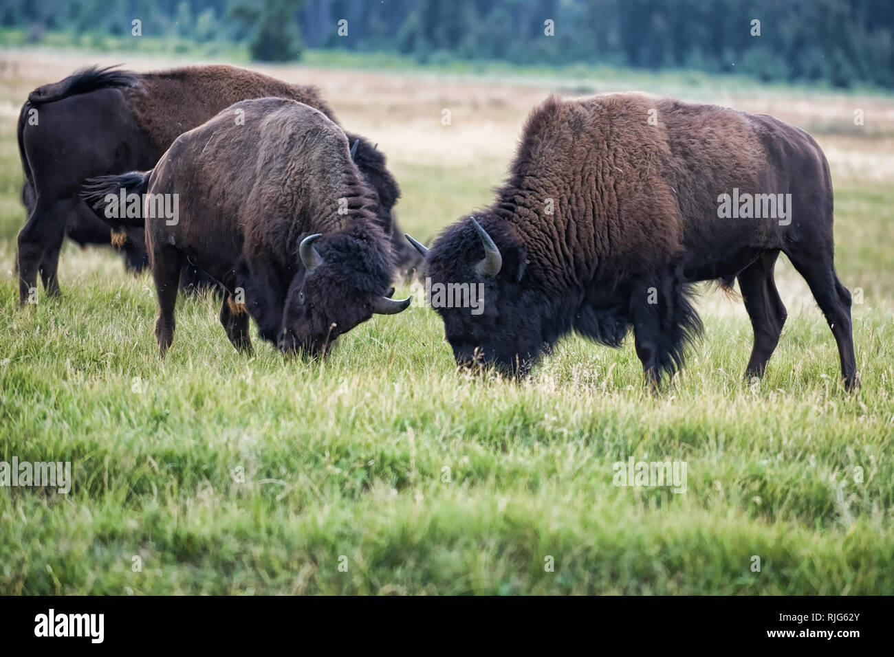Indian pond and yellowstone hi-res stock photography and images - Alamy