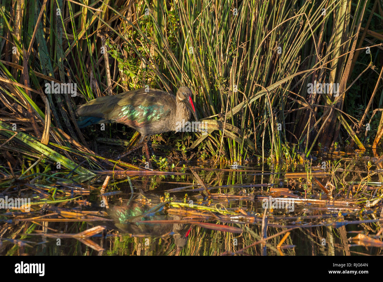 A single Hadada ibis or Hadeda ibis in the reeds on the edge of a ...