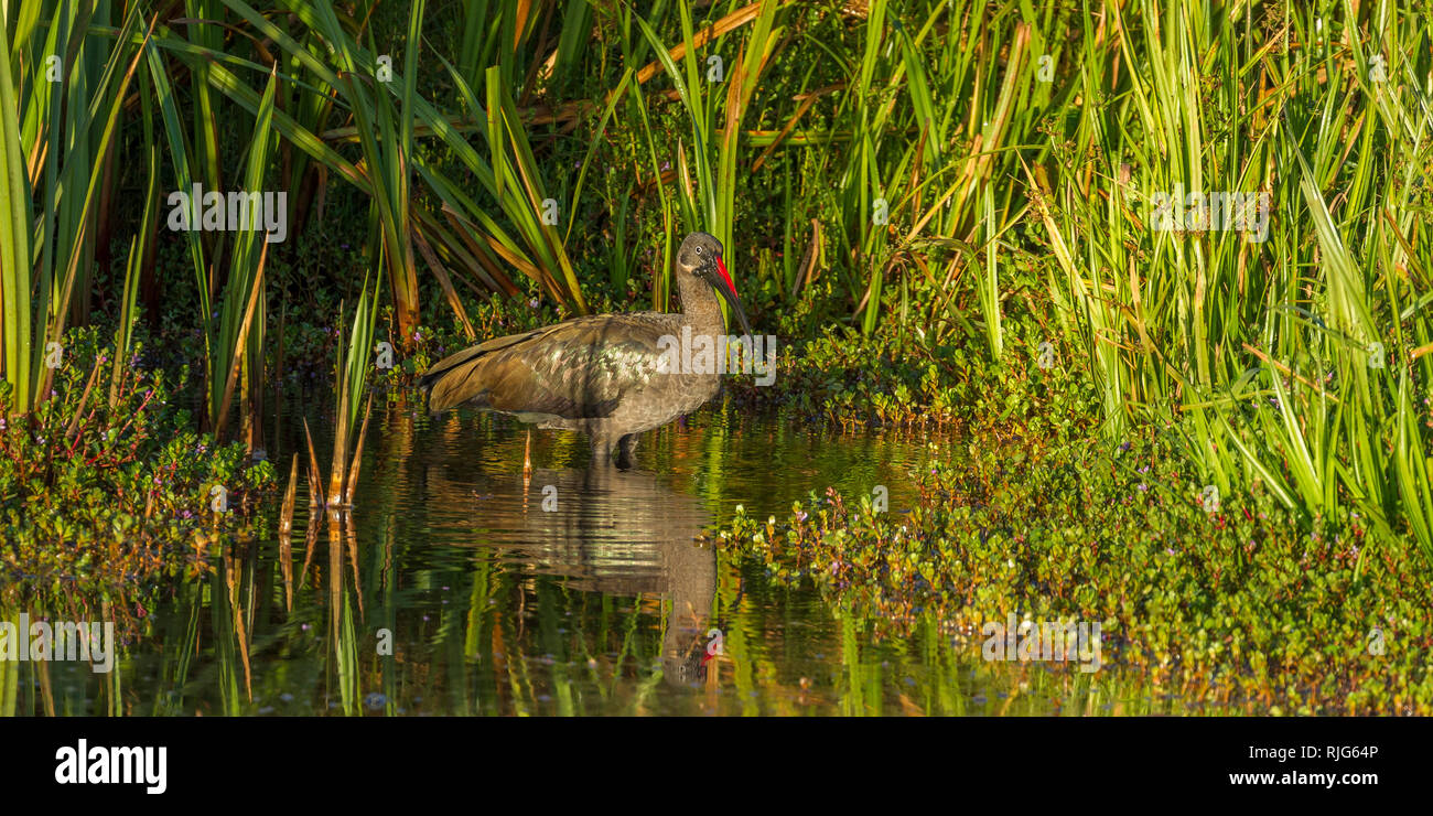 Africa african avian bird birds ibis kenya kenyan wildlife hi-res stock ...
