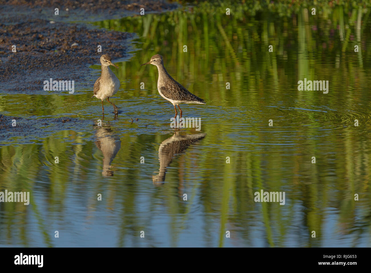 A pair of Common sandpipers wading and displaying in a small water hole ...