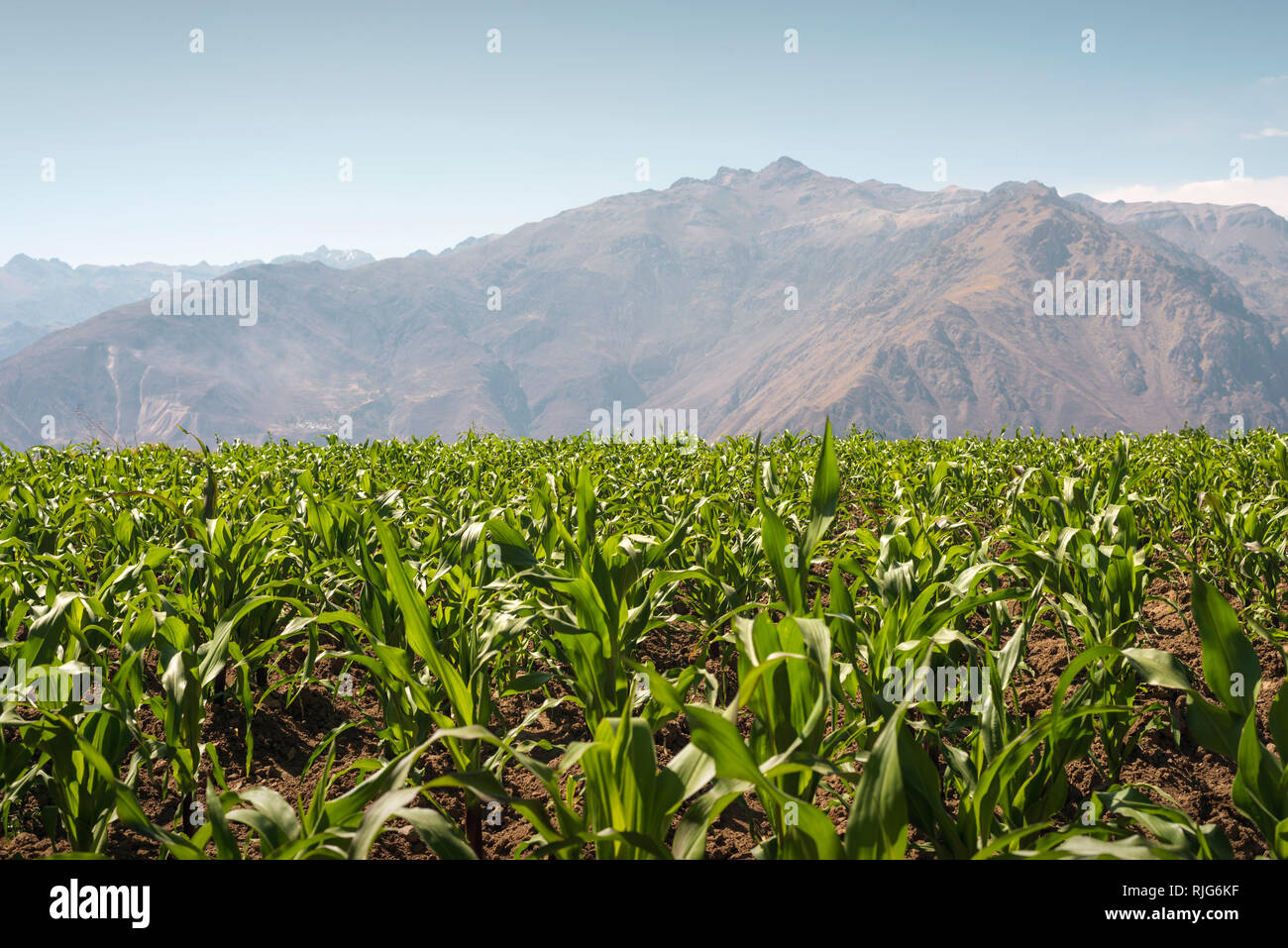 Corn field landscape hi-res stock photography and images - Alamy