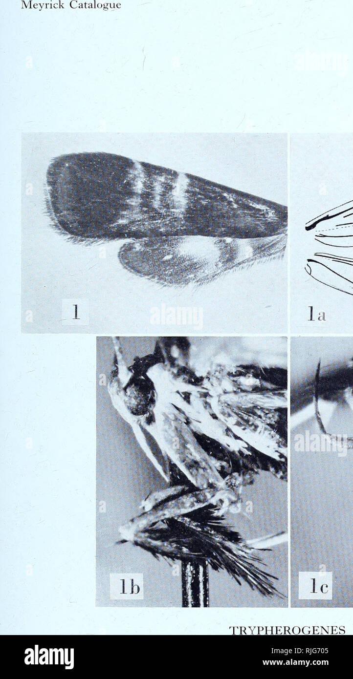 Catalogue types specimens microlepidoptera in hi-res stock photography ...