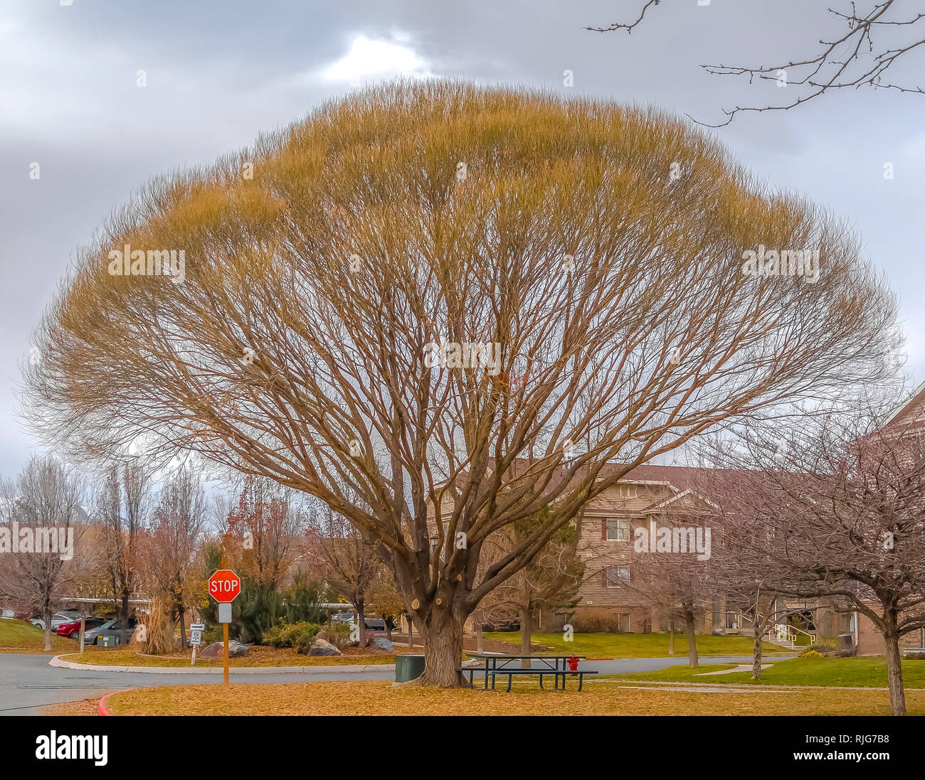 Leafless tree and stop sign beside a road in Utah Stock Photo - Alamy