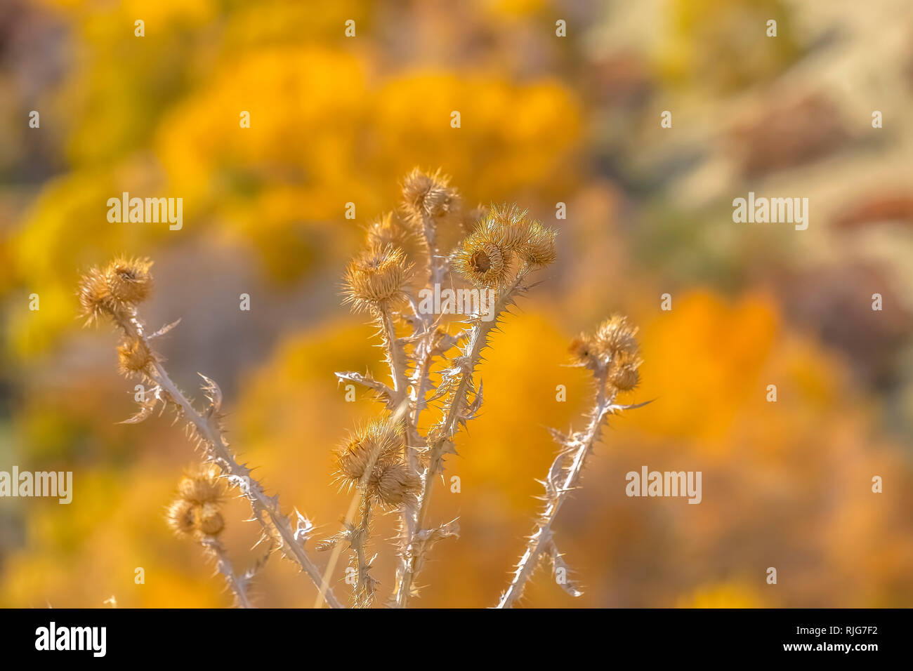 Plant with round spiky flowers and thorny stems Stock Photo - Alamy