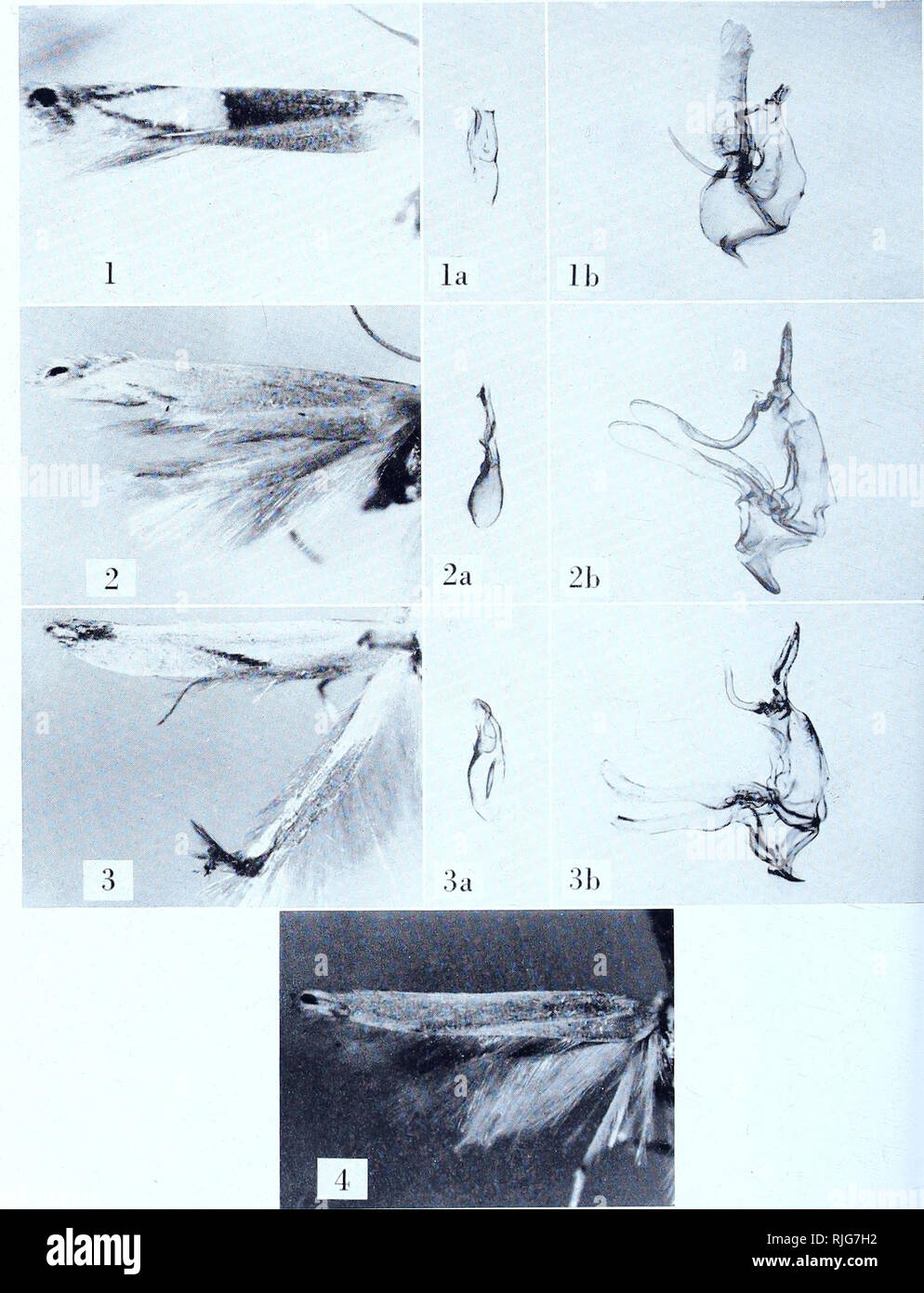 I meyrick hi-res stock photography and images - Alamy