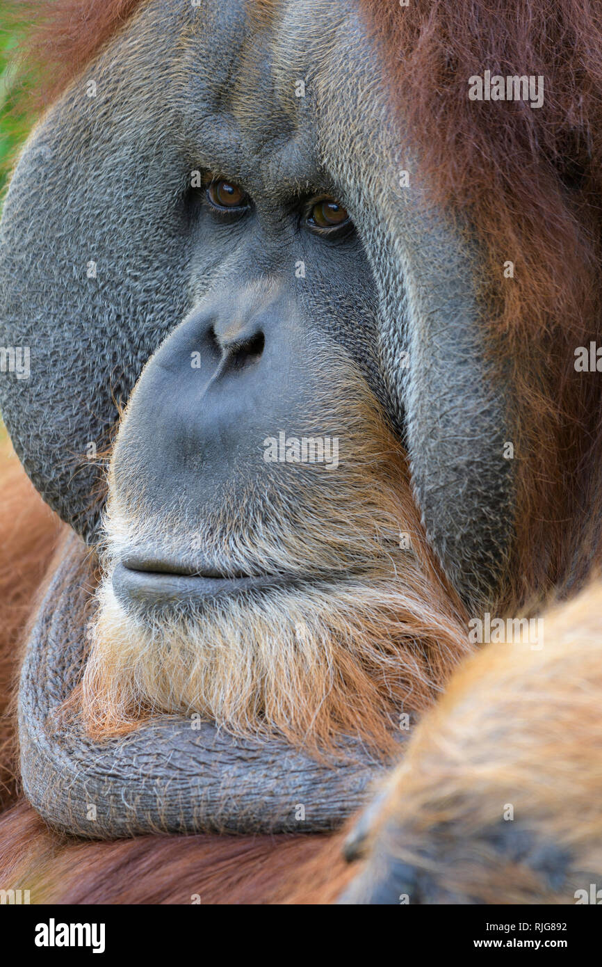 Orangutan, Pongo pygmaeus, portait Stock Photo - Alamy