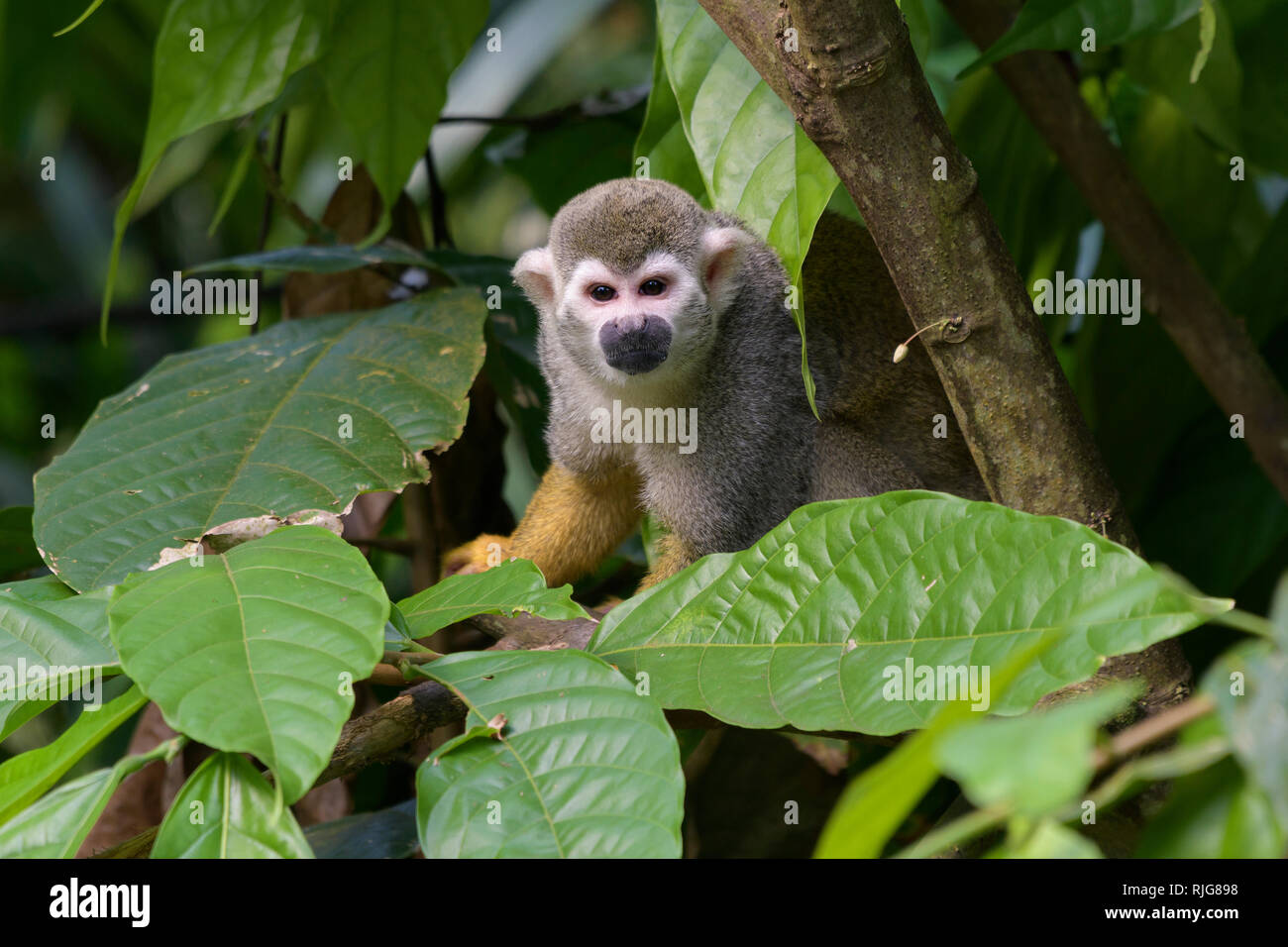 Squirrel Monkey, Saimiri sciureus Stock Photo - Alamy