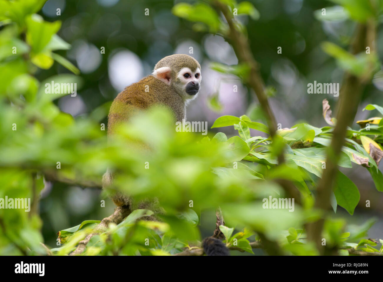 Squirrel Monkey, Saimiri sciureus Stock Photo - Alamy