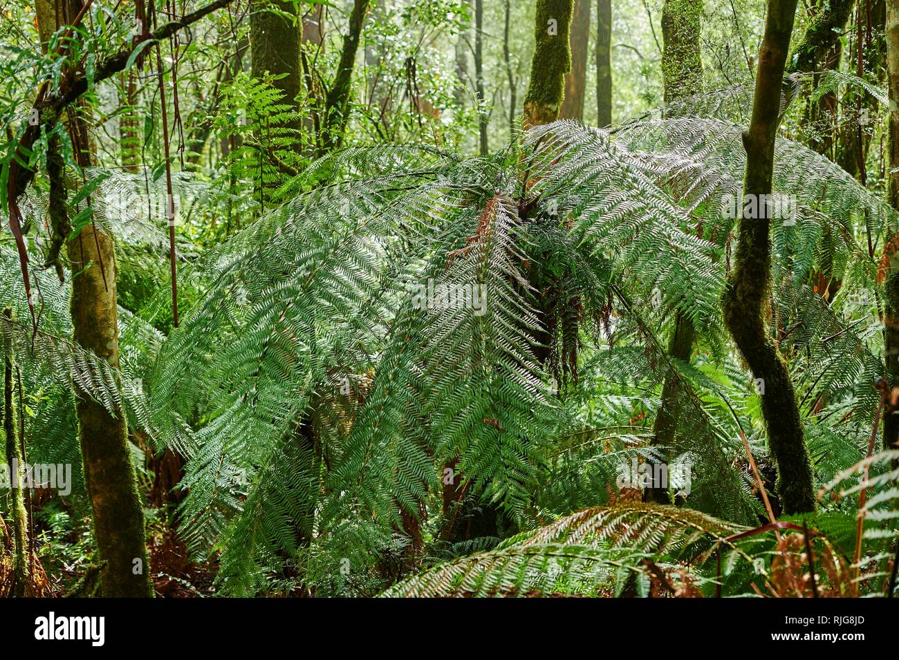Fern tree (Cyatheales) in the forest, Great Otway National Park ...