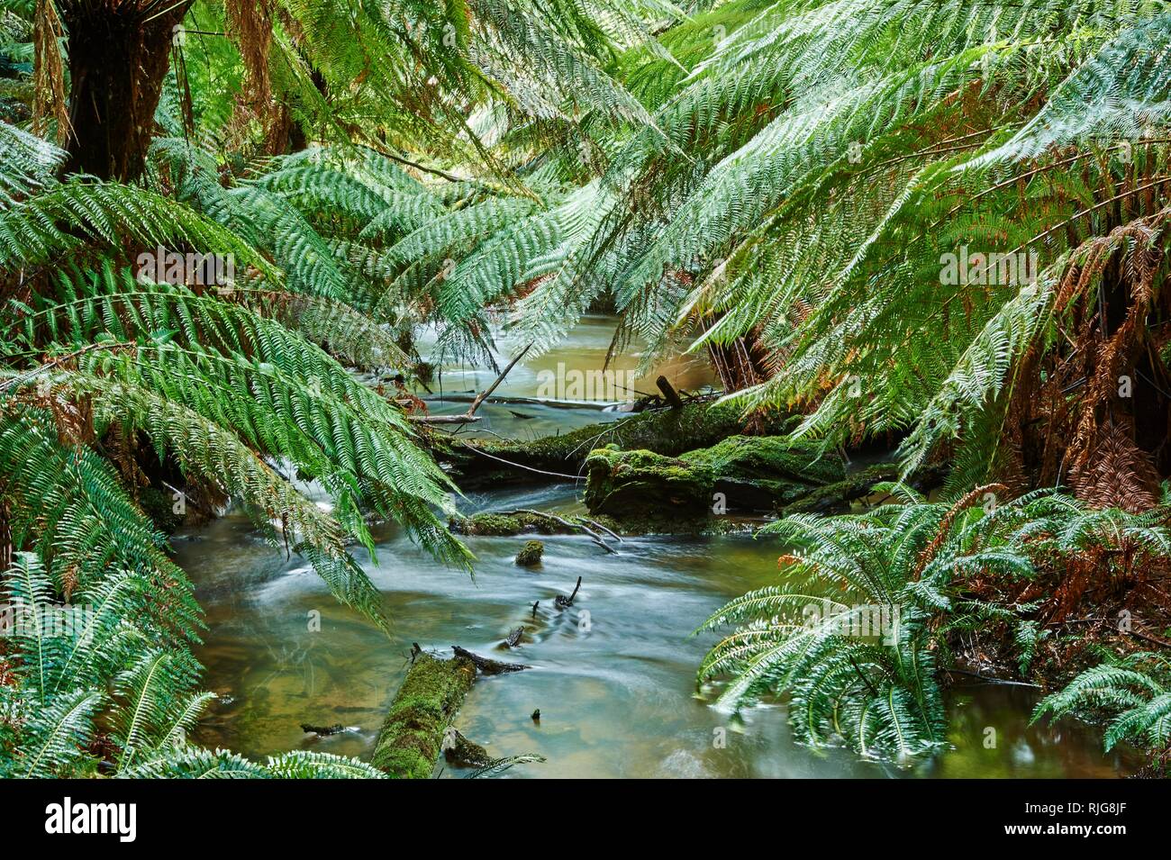 Brook through the rainforest, Great Otway National Park, Victoria ...