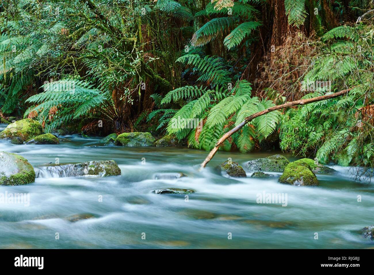 Brook in the rainforest, Great Otway National Park, Victoria, Australia ...