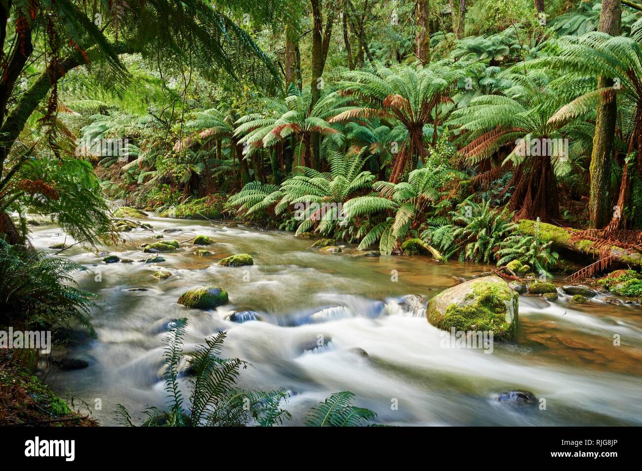 Brook in the rainforest, Great Otway National Park, Victoria, Australia ...
