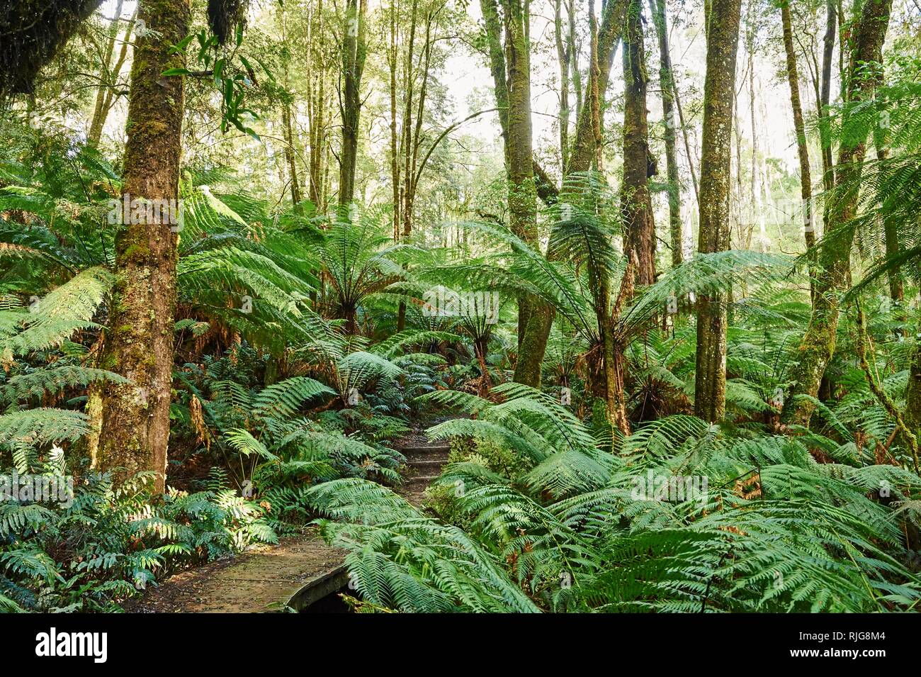 Way through forest with fern trees (Cyatheales), Great Otway National ...