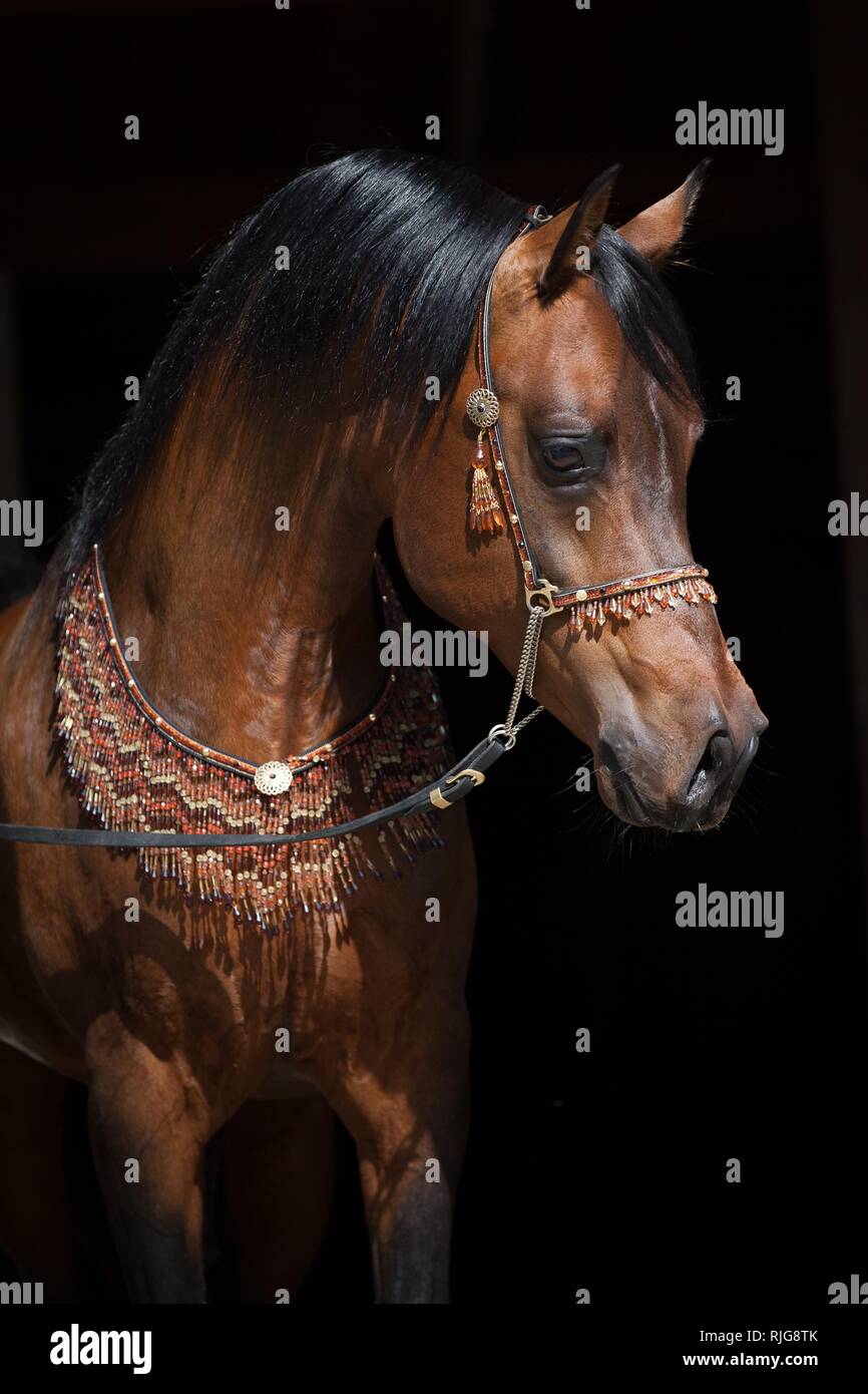 Arabian Stallion Halter