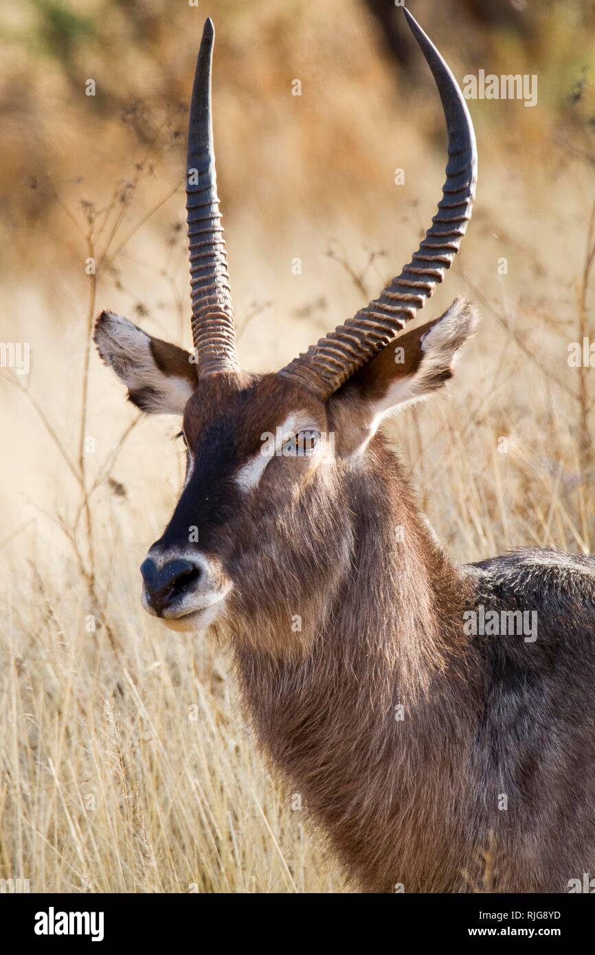Ellipsen waterbuck (Kobus ellipsiprymnus), adult, male, standing on ...