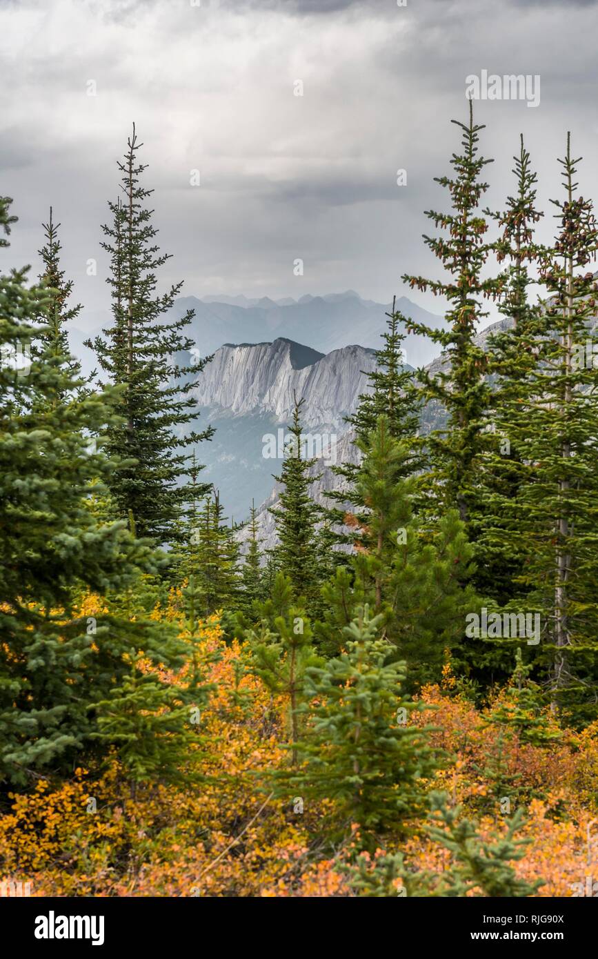 Striking mountain range, Ashlar Ridge, Ashlar Ridge, Jasper National ...