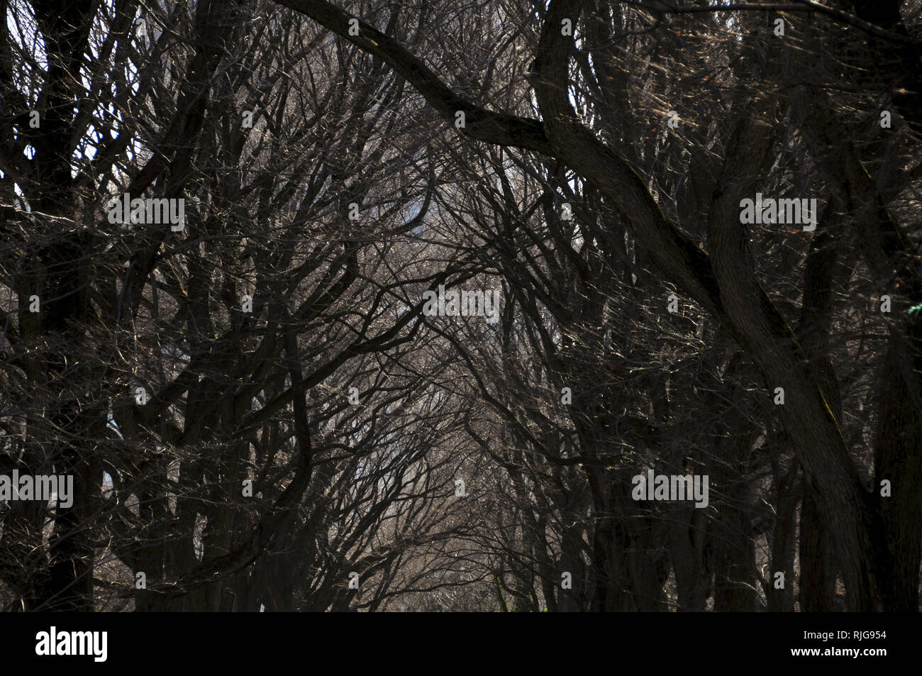 A row of tall hibernating trees in winter forming a canopy with its ...