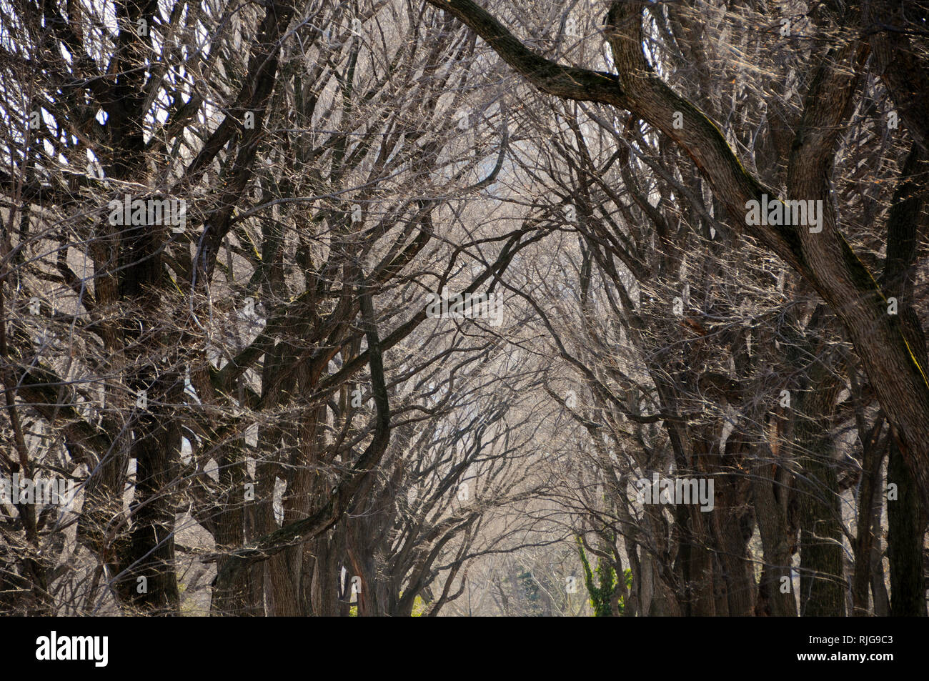 A row of tall hibernating trees in winter forming a canopy with its ...