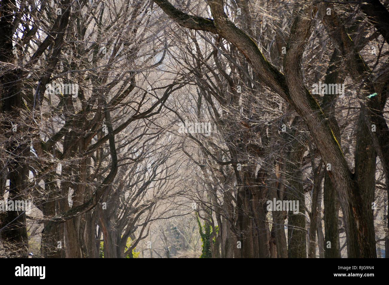 Tree branches forming a canopy hi-res stock photography and images - Alamy