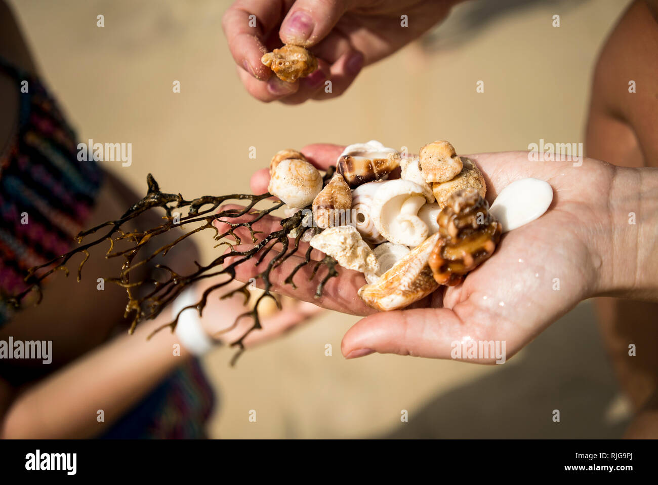 Hands holding shells beach hi-res stock photography and images - Alamy