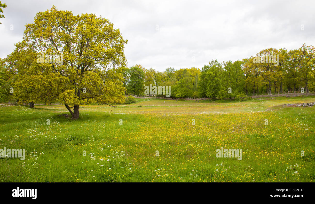 Flower landscape with nature trees hi-res stock photography and images ...