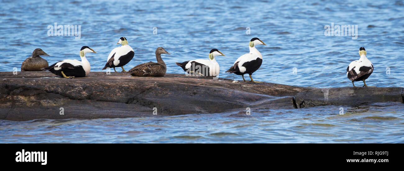 Anseriformes hi-res stock photography and images - Alamy