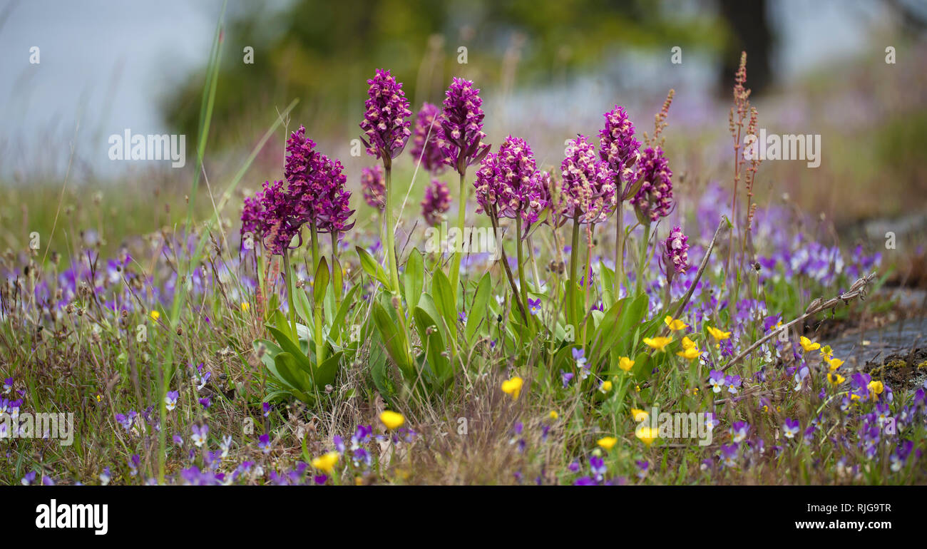 Red blue pink wildflowers hi-res stock photography and images - Alamy