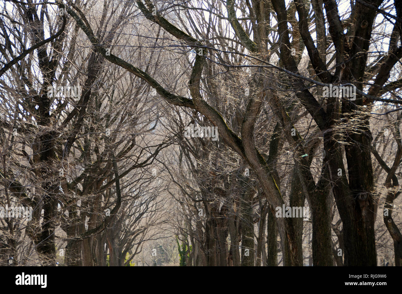 A row of tall hibernating trees in winter forming a canopy with its ...