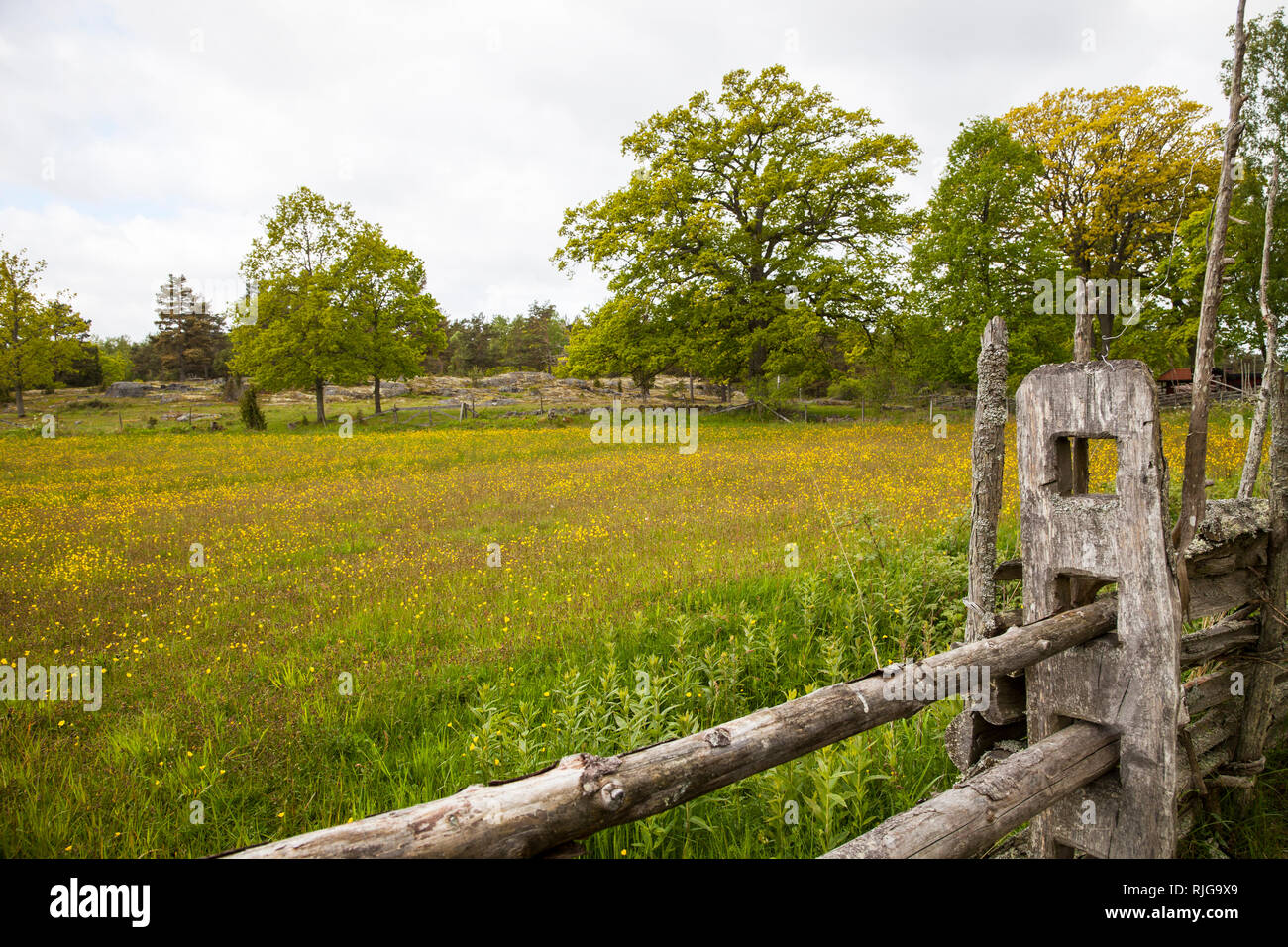 Flower meadow deciduous tree hi-res stock photography and images - Alamy