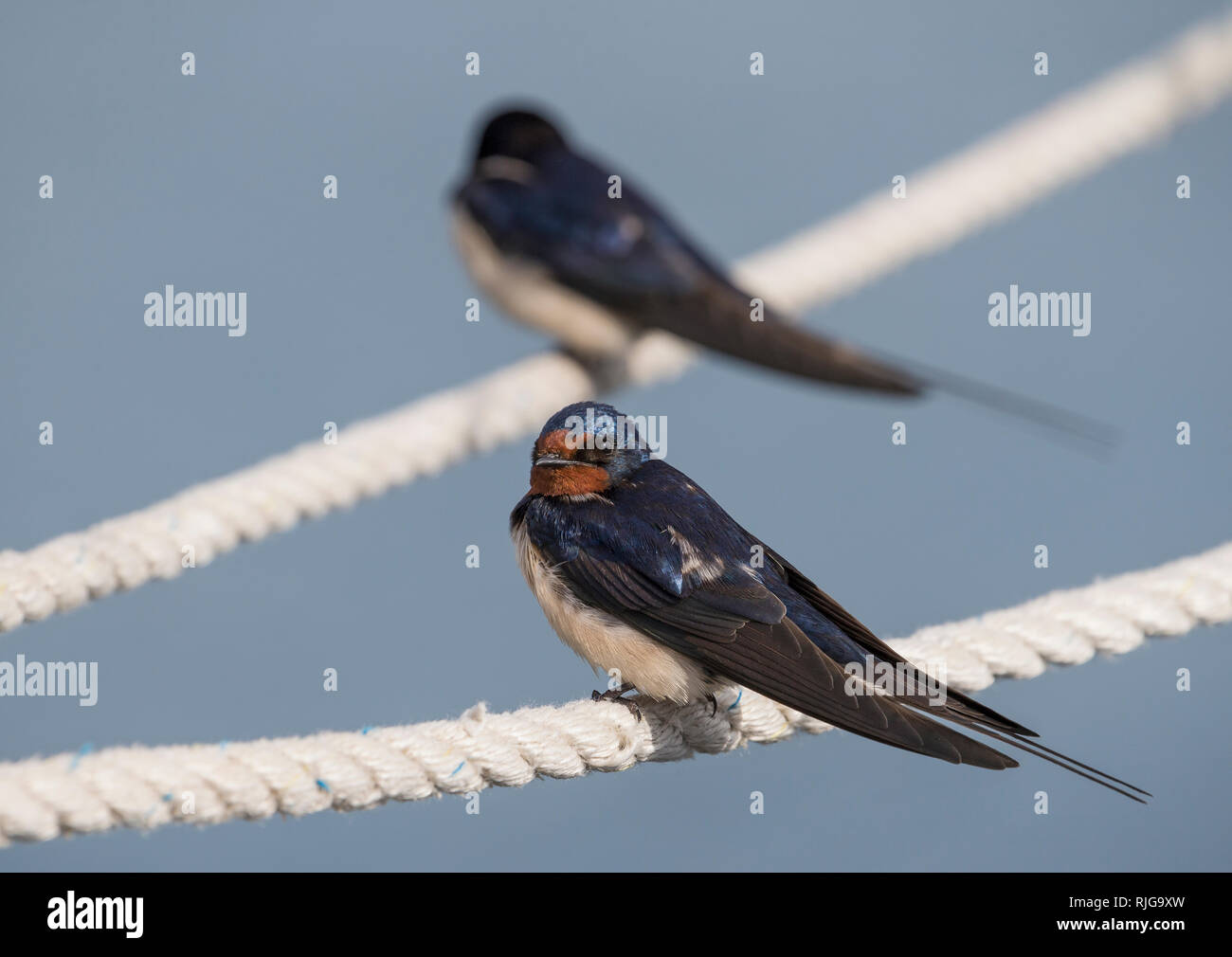 Bird perching on rope Stock Photo - Alamy