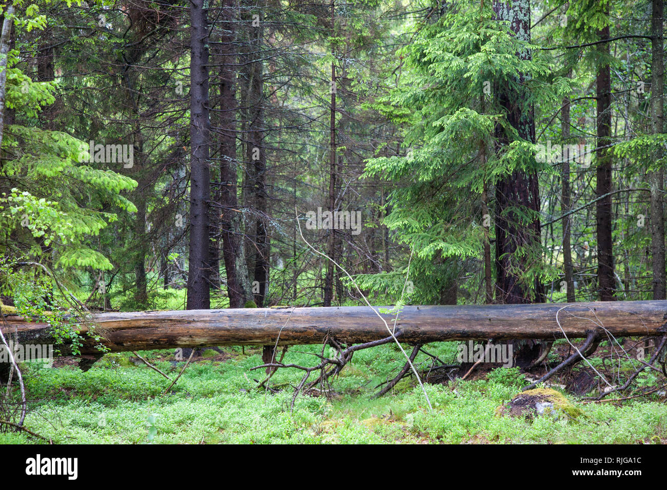 Conifer tree nature hi-res stock photography and images - Alamy