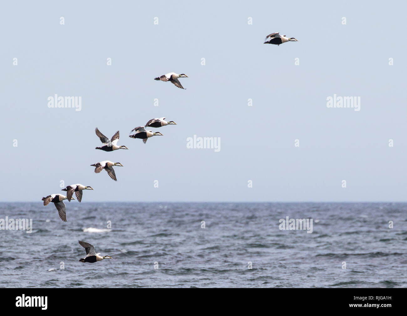 Birds in flight Stock Photo - Alamy