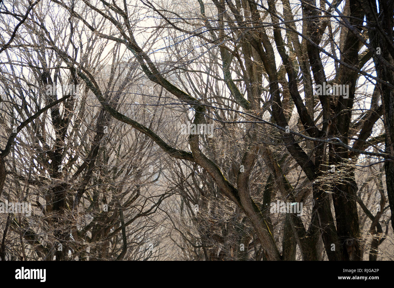 Tree branches forming a canopy hi-res stock photography and images - Alamy