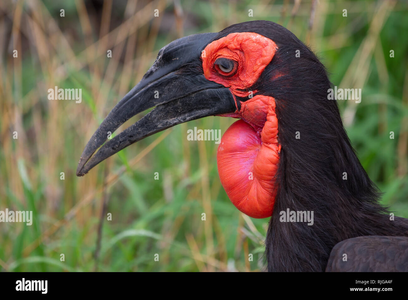Sooty face hi-res stock photography and images - Alamy