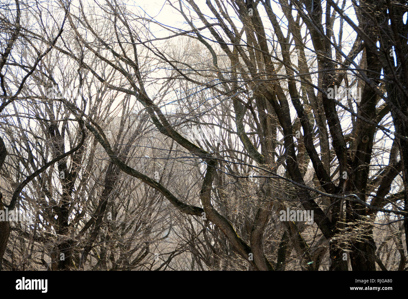 A row of tall hibernating trees in winter forming a canopy with its ...