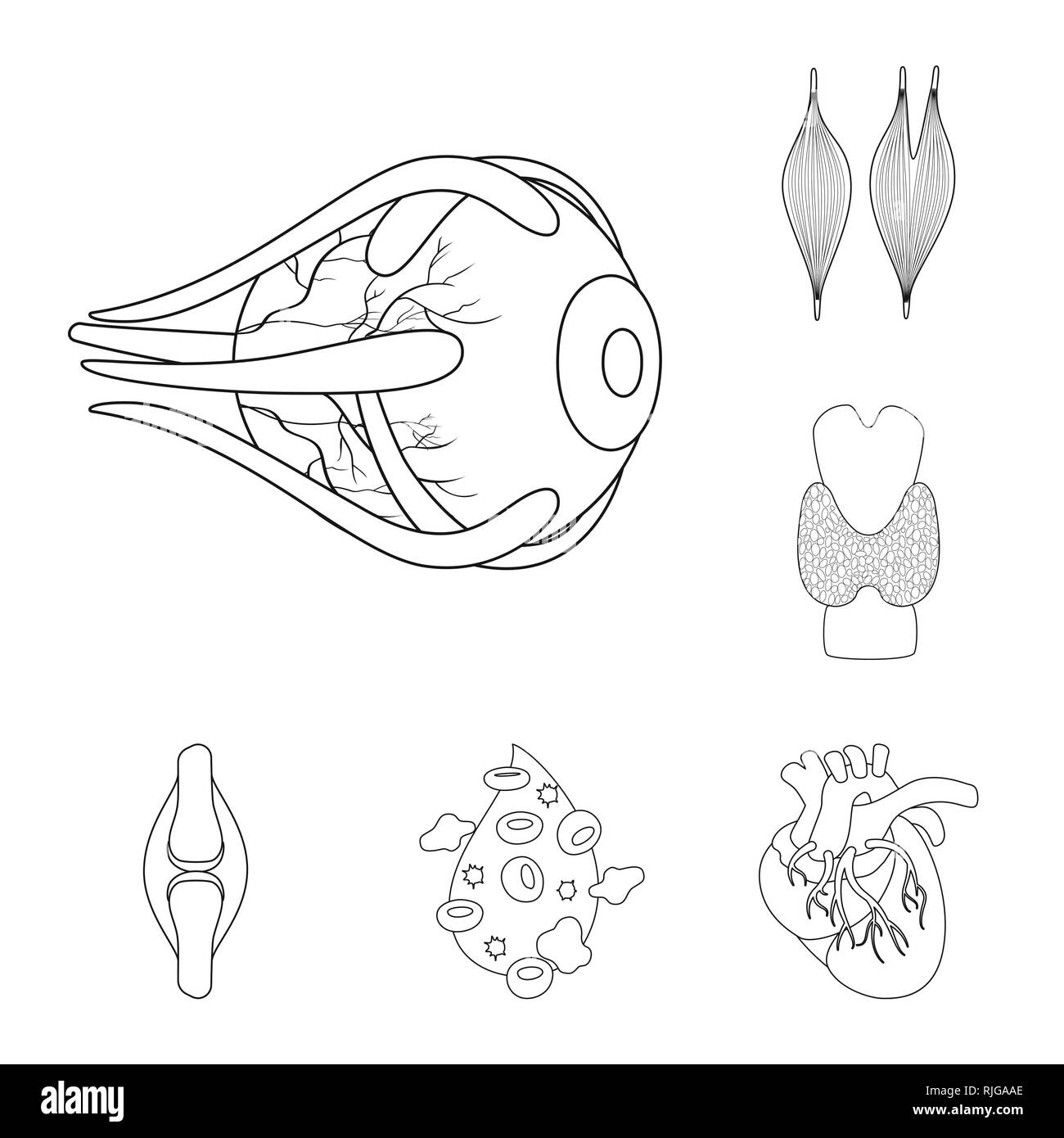 eyeball,muscle,dorsal,bone,blood,heart,eye,organs,spinal,tendon,plasma ...