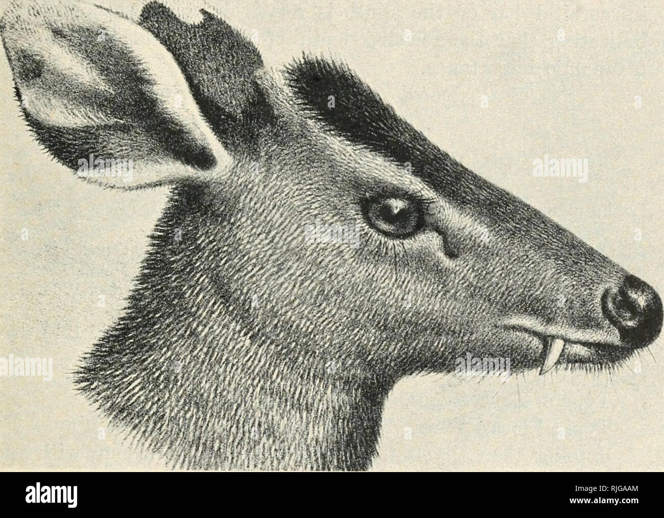 Area of the buttocks hi-res stock photography and images - Alamy