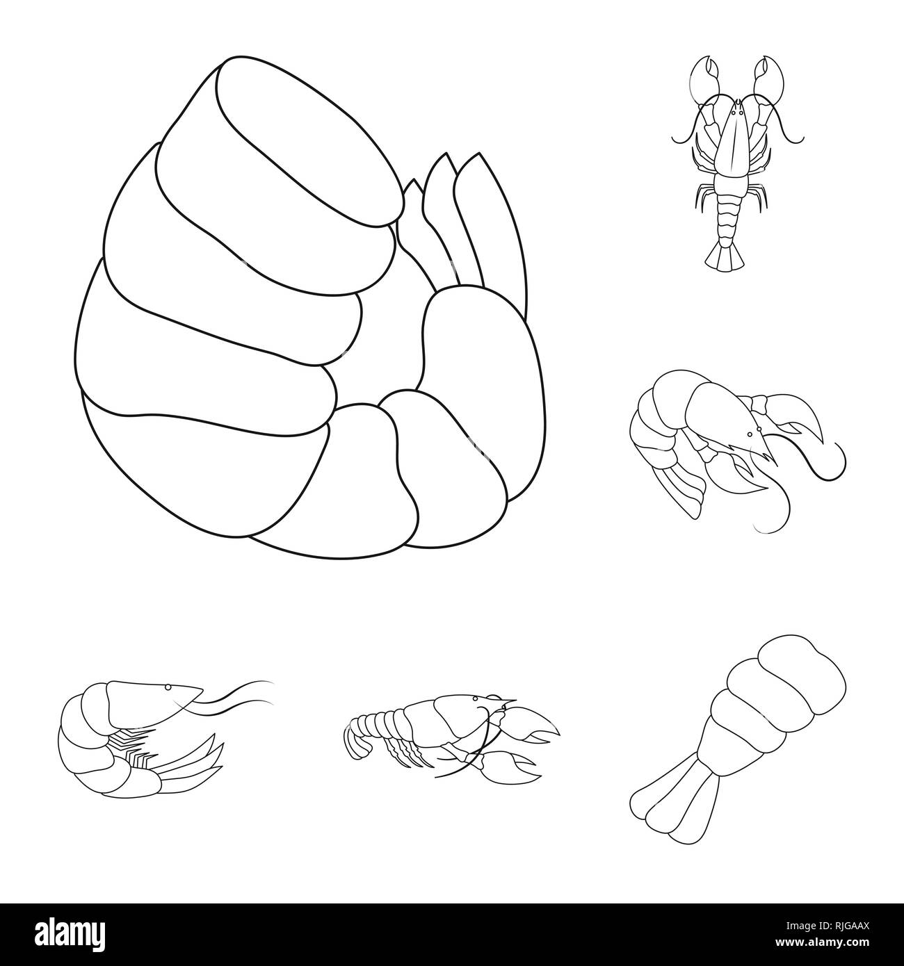 prawn,crayfish,lobster,raw,red,creature,cooked,fresh,beach,aquatic ...