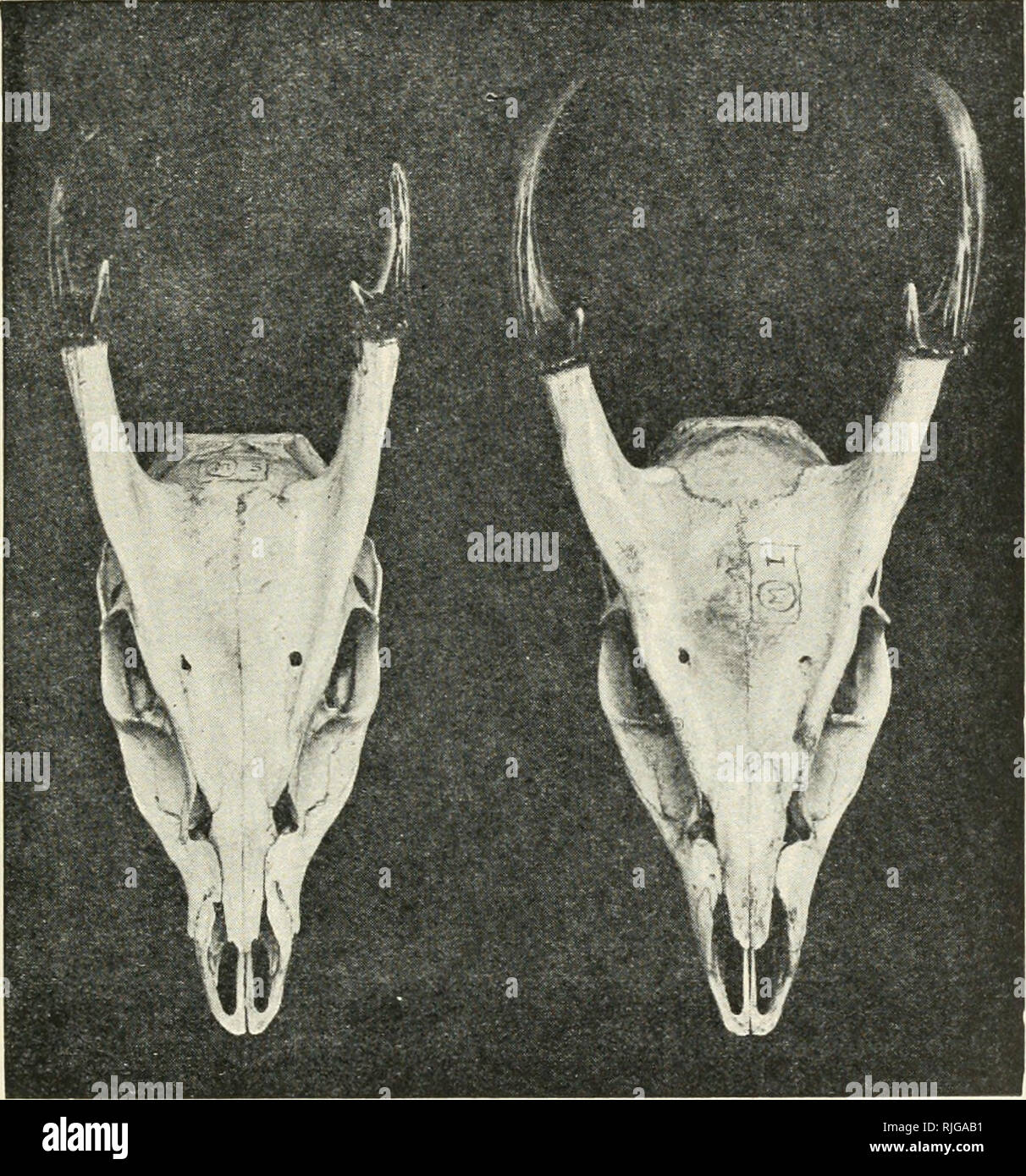 Antlers 2 3 8 hi-res stock photography and images - Alamy