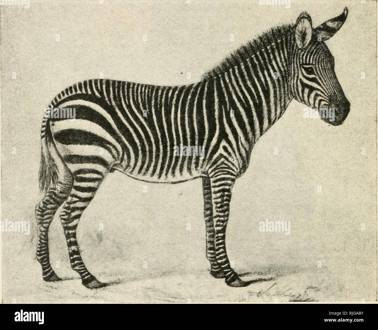 . Catalogue of the ungulate mammals in the British Museum (Natural ...