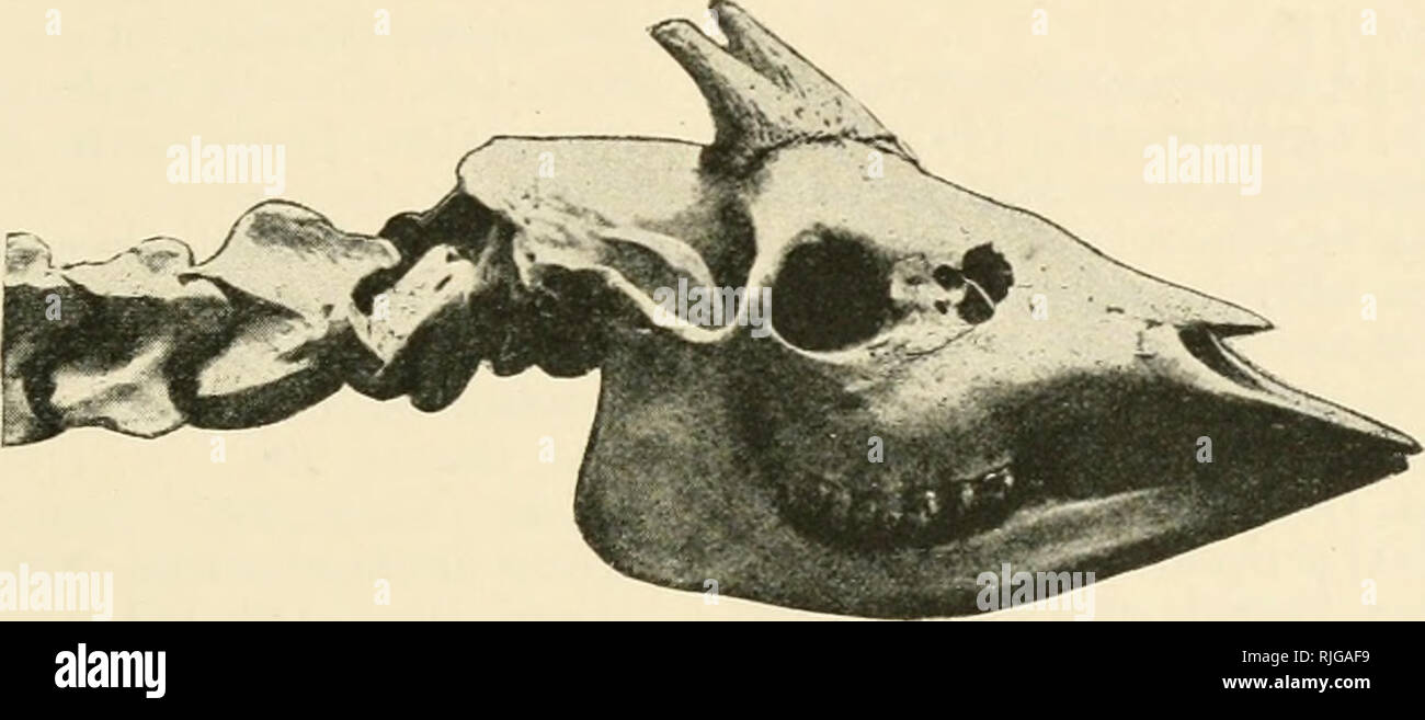 . Catalogue of the ungulate mammals in the British Museum (Natural ...